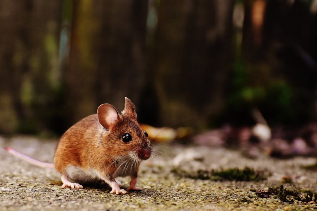 Een verdwaalde muis in huis? Zo jaag je ‘m veilig en snel weg ...